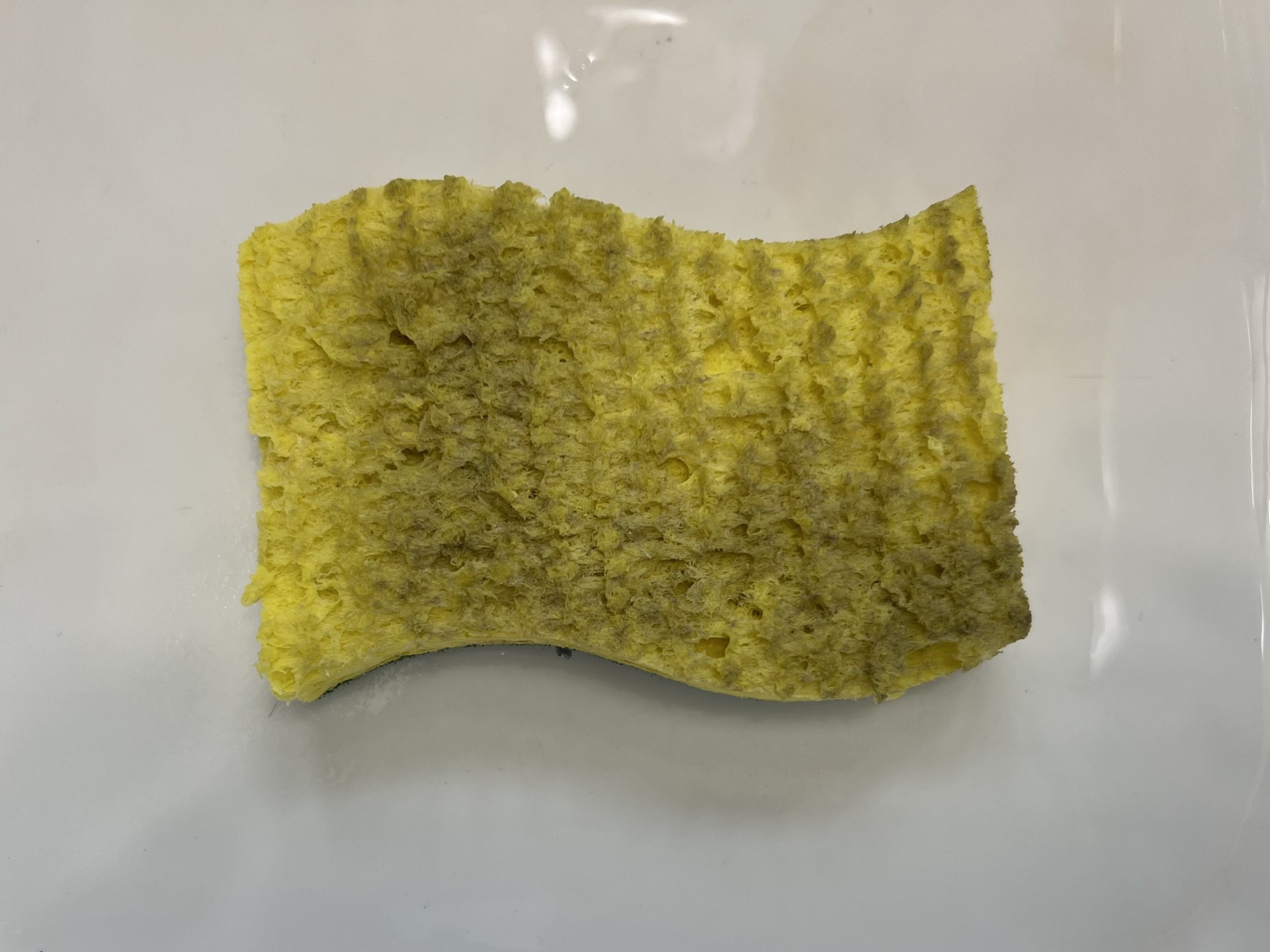 The Kitchen Sponge – Sew Beach Life